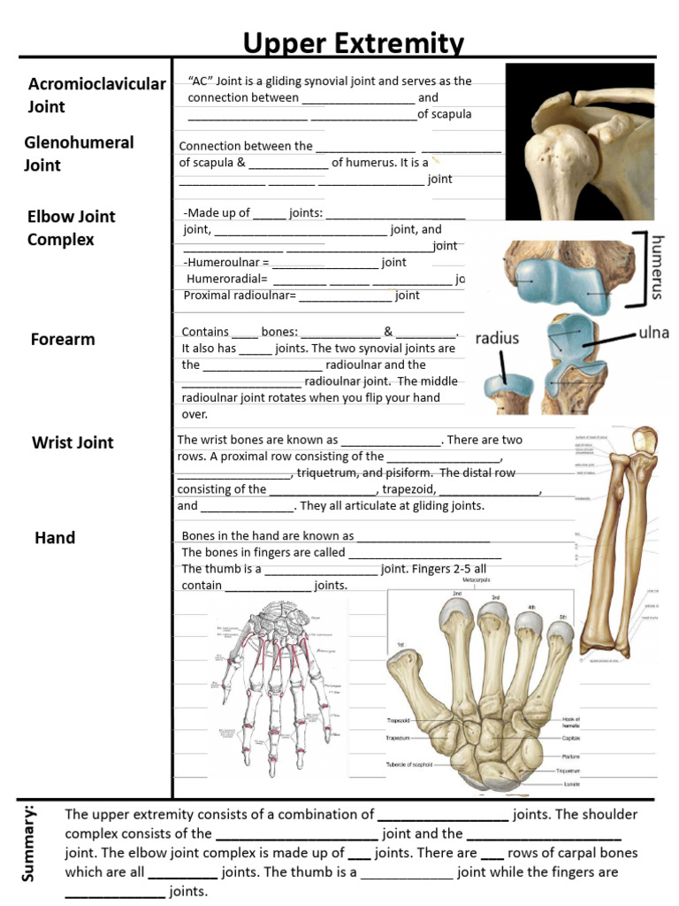 Notes 6 -Upper Extremeties | PDF | Hand | Joints
