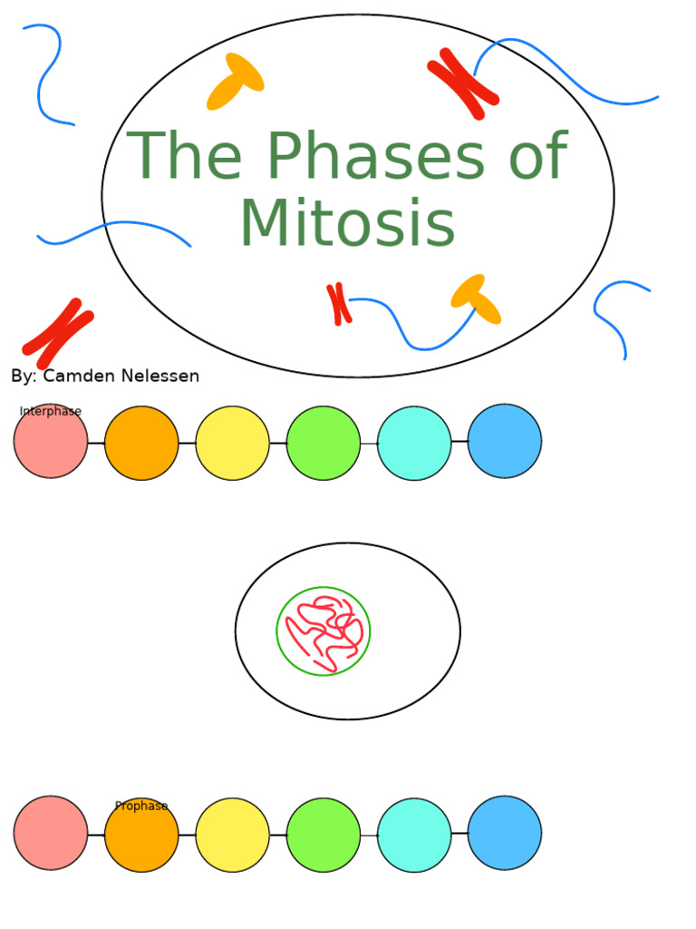Mod.mitosis Digital Animation Template 2 | PDF