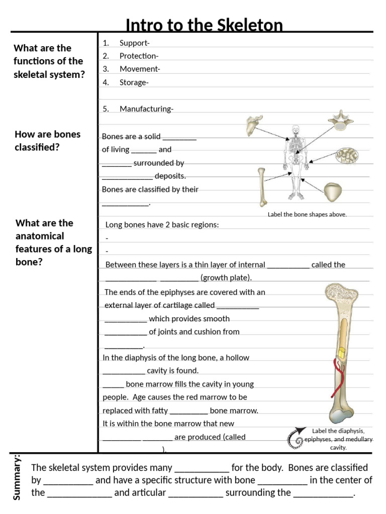 Overview of the Skeletal System | PDF | Bone | Vertebral Column