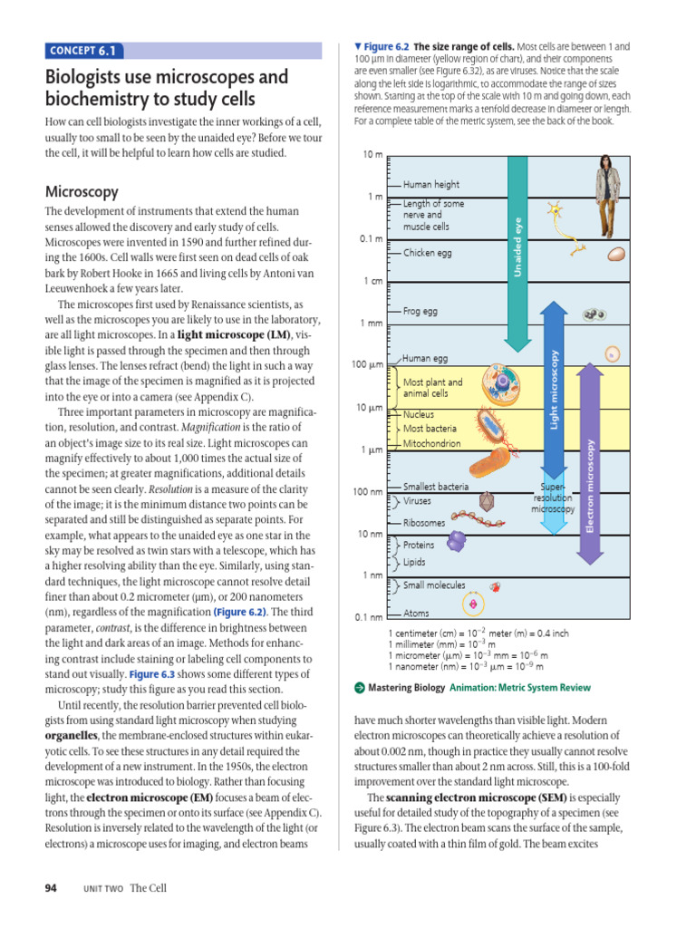 บทความอิ้ง | PDF | Microscopy | Microscope
