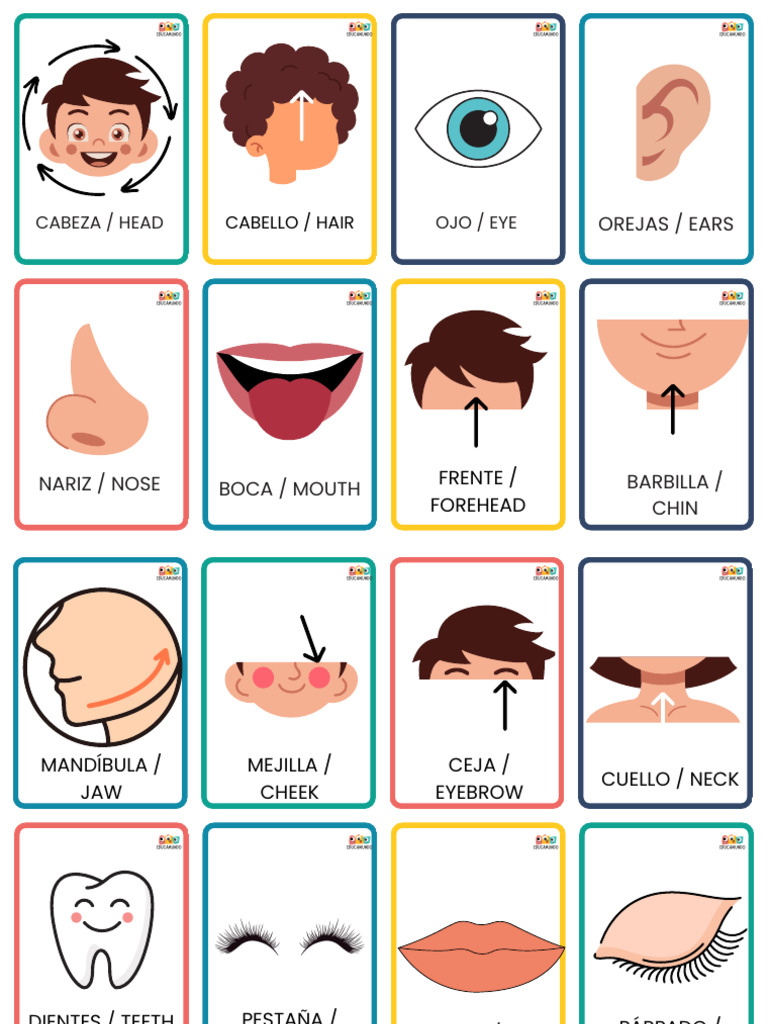 Partes del Cuerpo en Español e Inglés | PDF