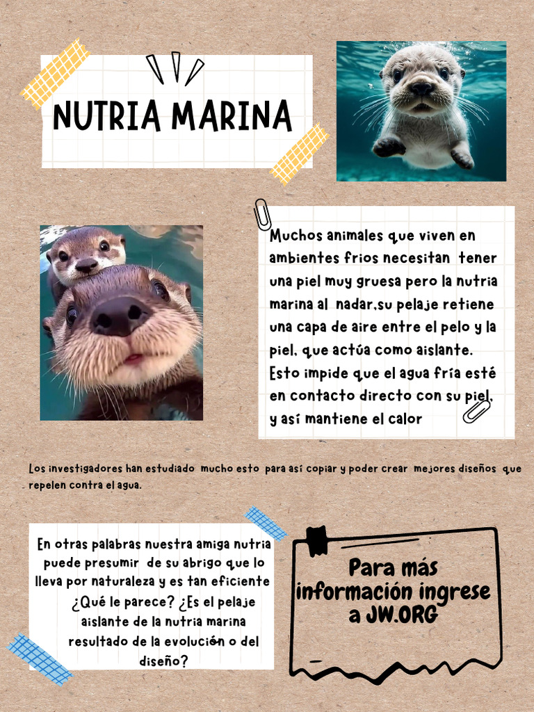 Pelaje Aislante de la Nutria Marina | PDF