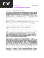 Capas del escroto y su anatomía | PDF