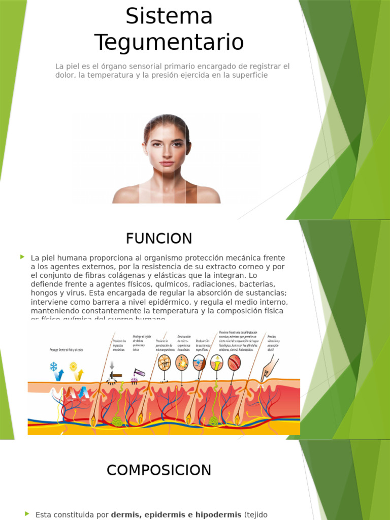 Sistema Tegumentario | PDF | Piel | Sistema tegumentario