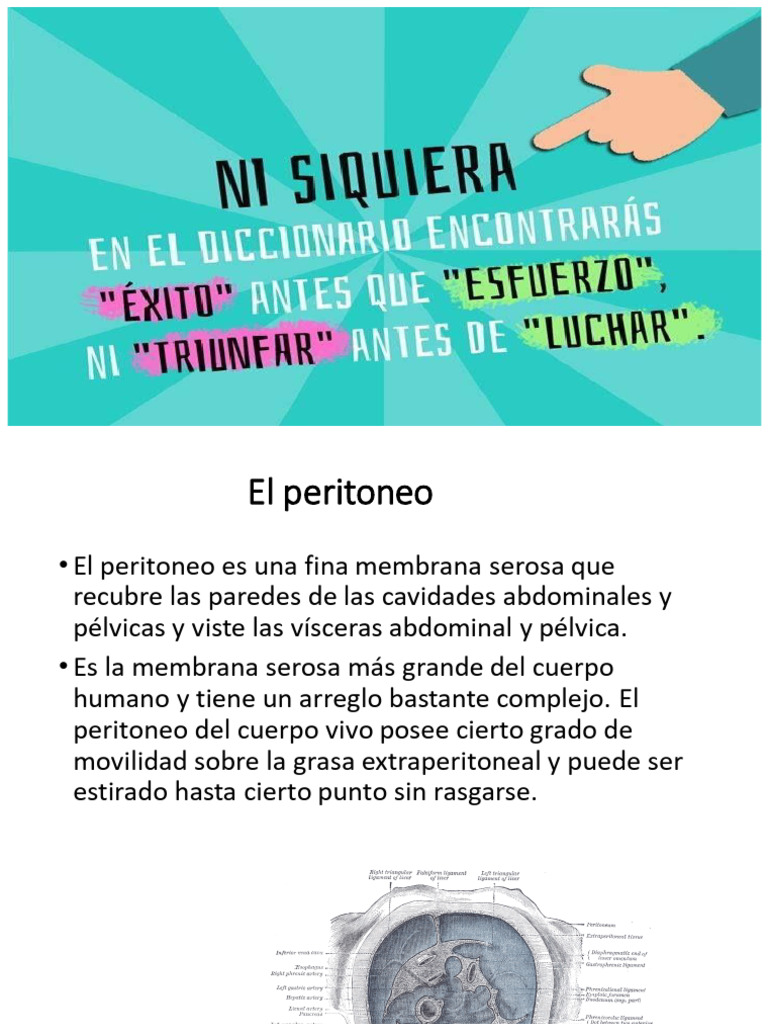 Peritoneo 6 | PDF | Peritoneo | Morfología (biología)