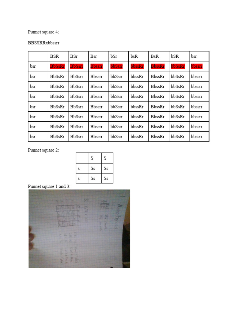 Punnet Square 4 | PDF
