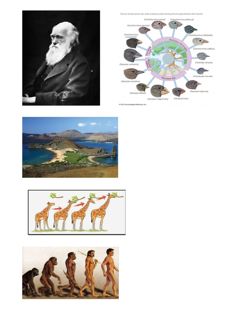 BUKTI EVOLUSI | PDF