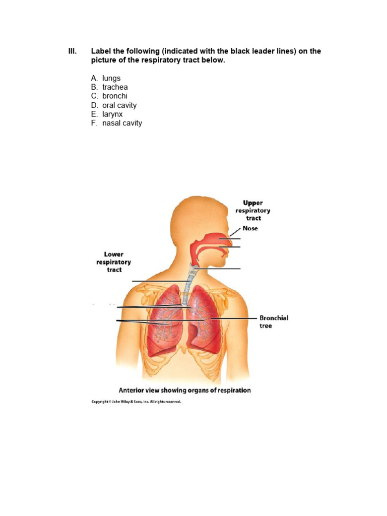 Lab 8-Respiratory System | PDF