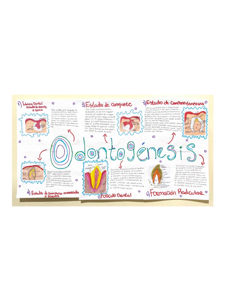 Odontogenesis | PDF