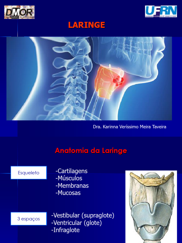 Anatomia e Funções da Laringe | PDF | Laringe | Anatomia humana