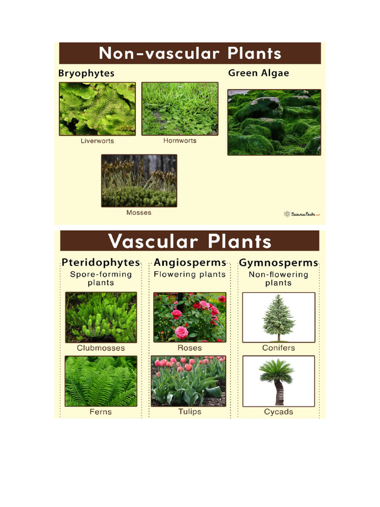 EMMA - SCIENCE- Vascular, non Vascular and seedless plants | PDF