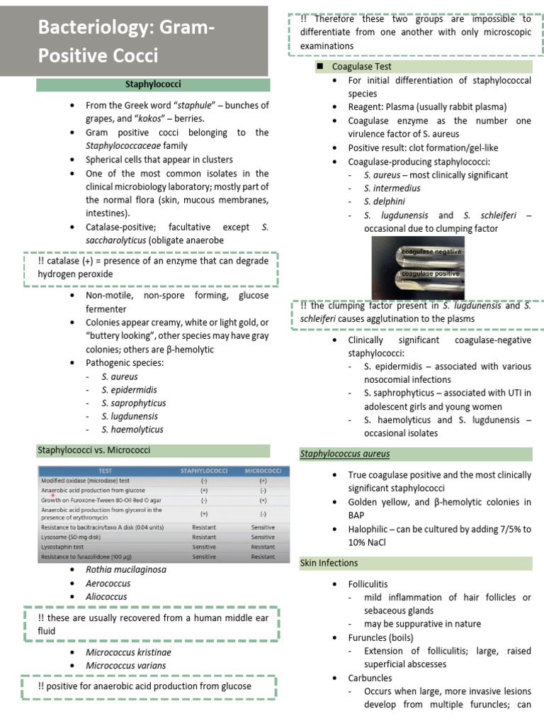 BACTE (LEC) - Gram-Positive Cocci | PDF | Staphylococcus | Streptococcus