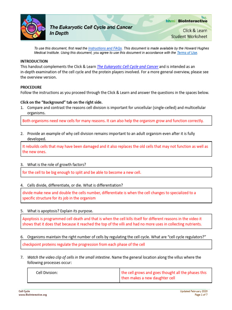 Cell Cycle and Cancer Overview | PDF | Cell Cycle | Mitosis