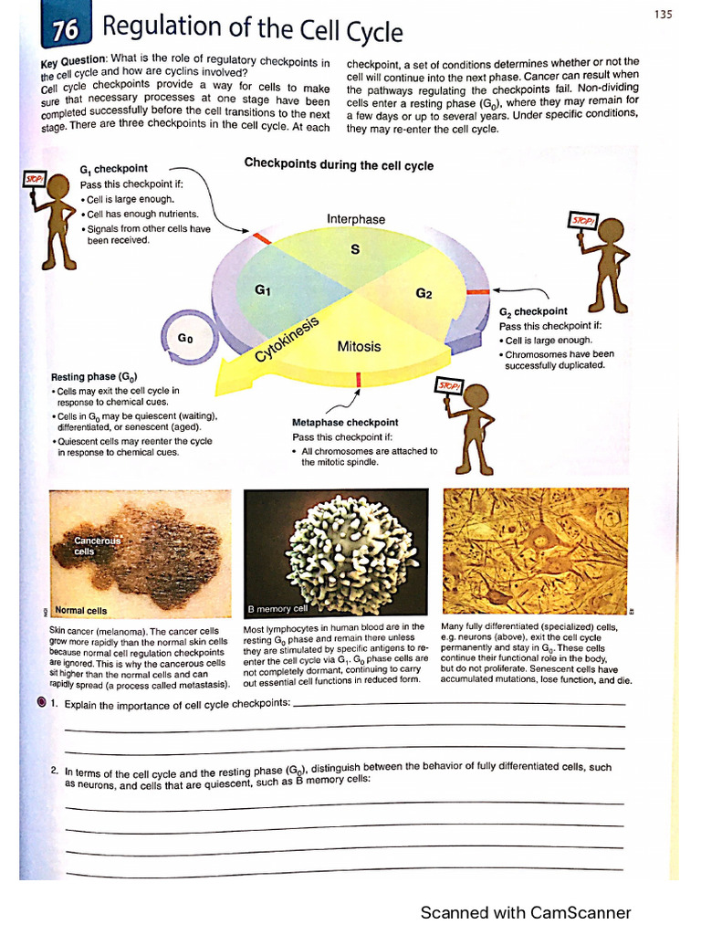 4.7 Cell Cycle Regulation | PDF