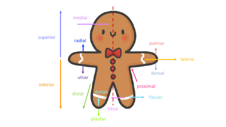 Jengi Anatomico | PDF