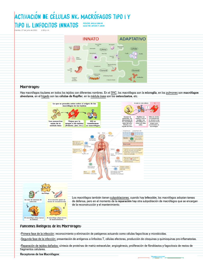 Activación de Células NK, Macrófagos Tipo I y II, Linfocitos Innatos ...