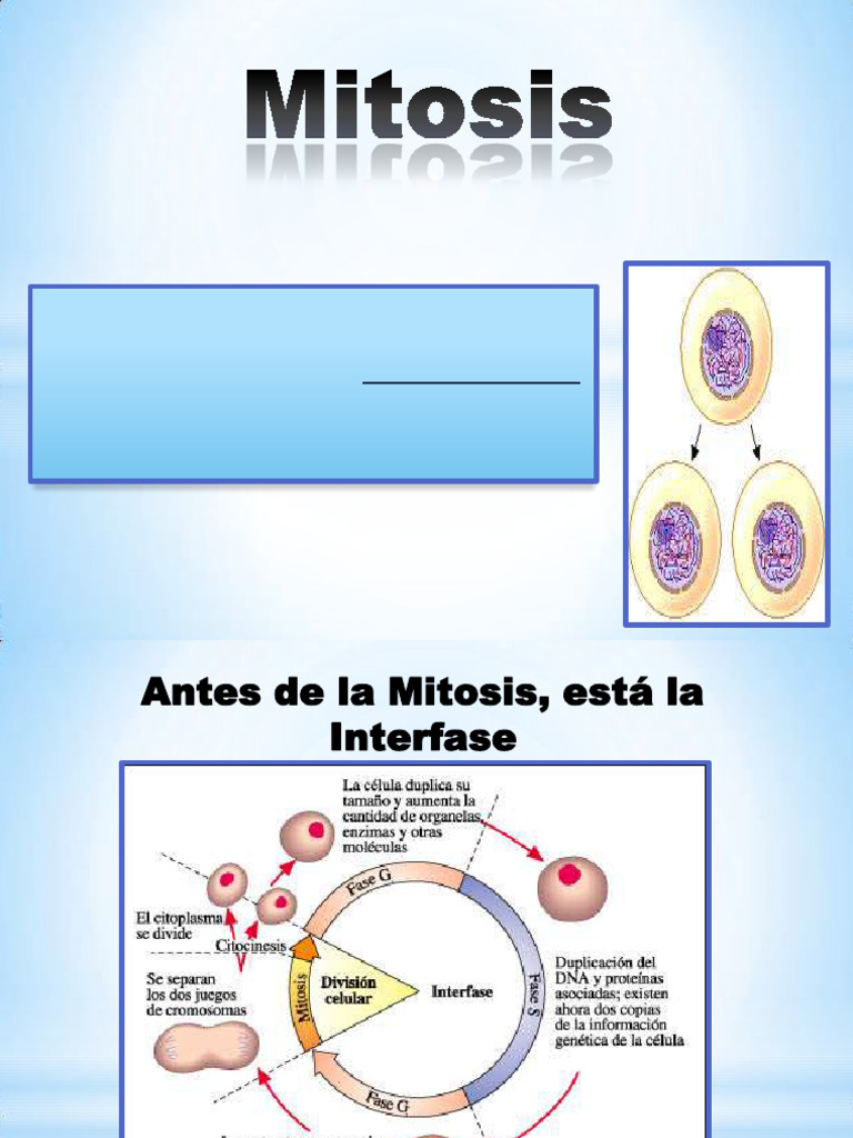 Mitosis | PDF