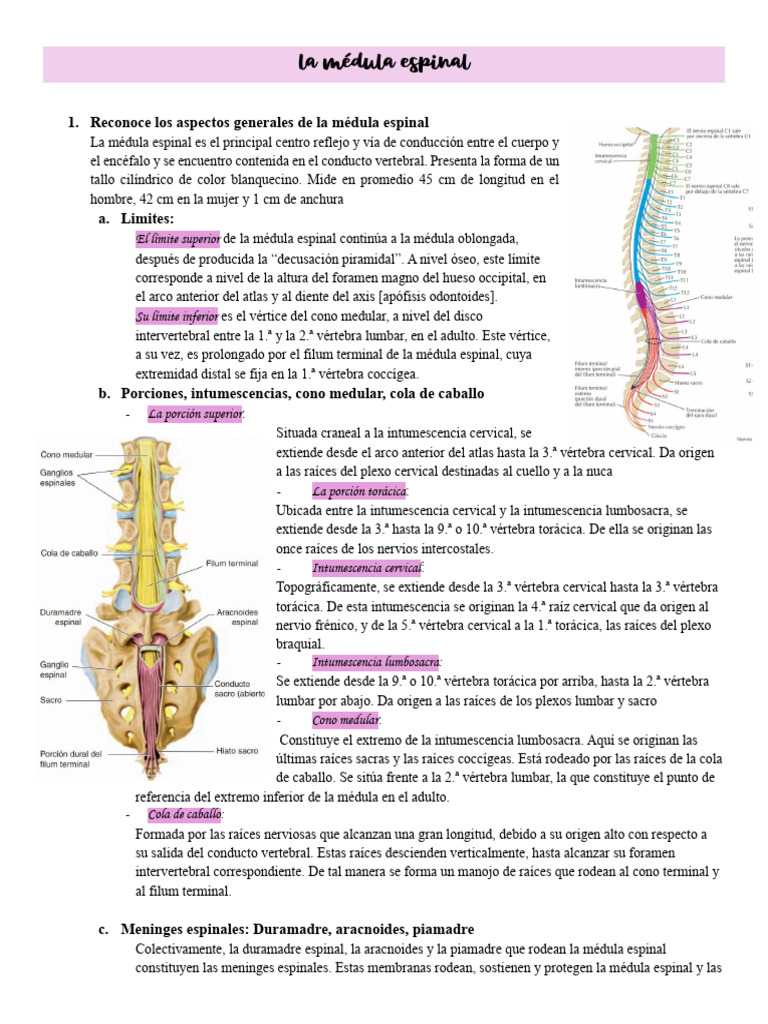 La Médula Espinal | PDF | Médula espinal | Materia gris