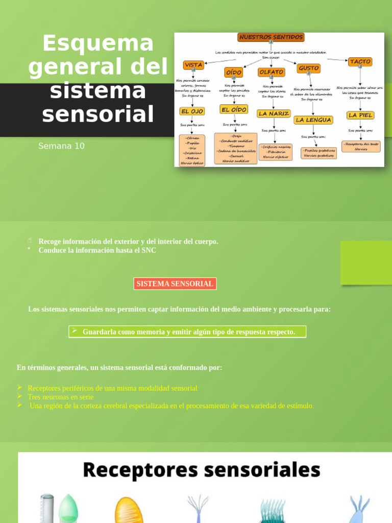 Semana 10 - Esquema General Del Sistema Sensorial | PDF | Percepción visual | Oído