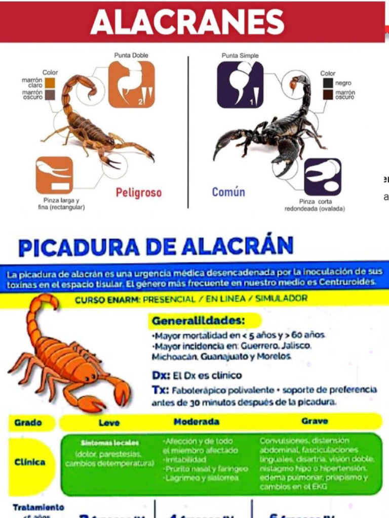 Escorpión y Alacrán | PDF
