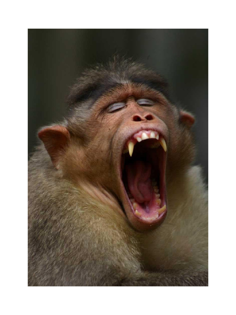Monkey | PDF