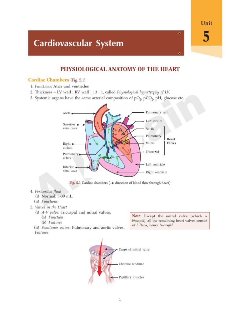 Unit 5 Cardiovascular System | PDF | Heart Valve | Diastole