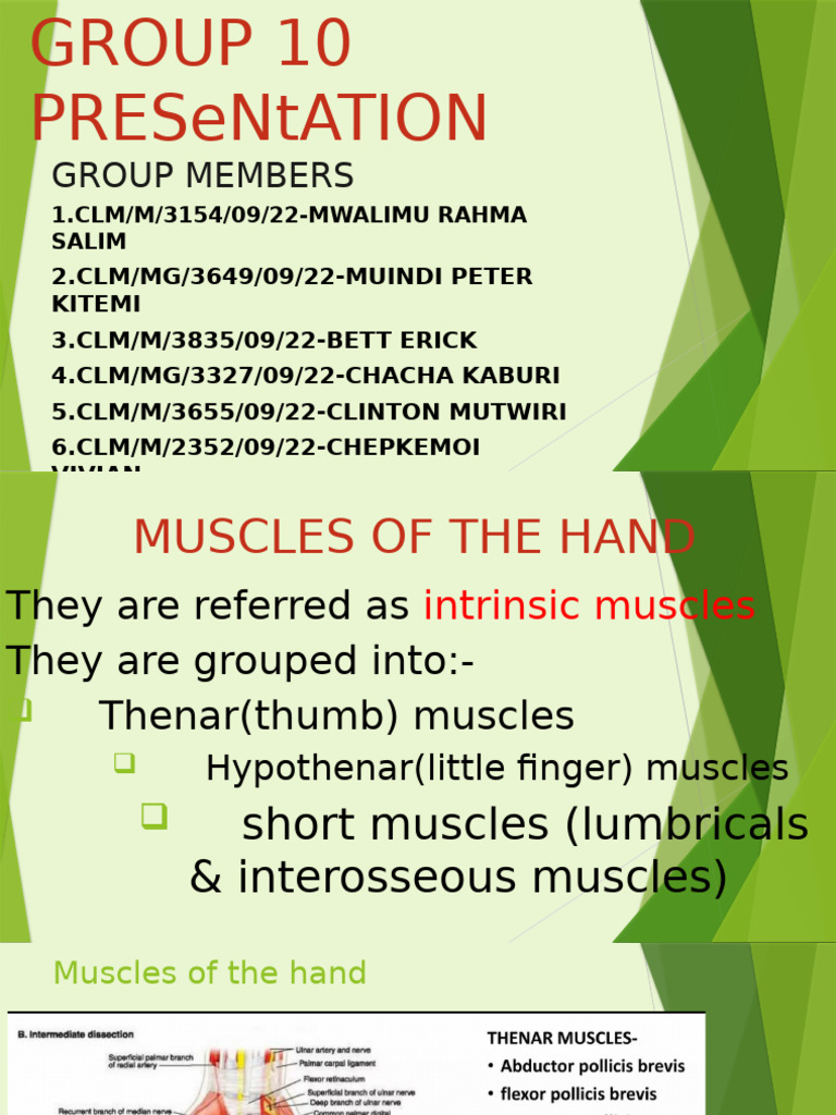 THE HAND | PDF | Thumb | Finger