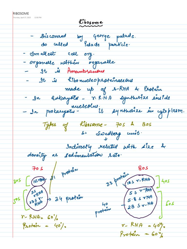 Understanding Ribosomes: Key Functions | PDF