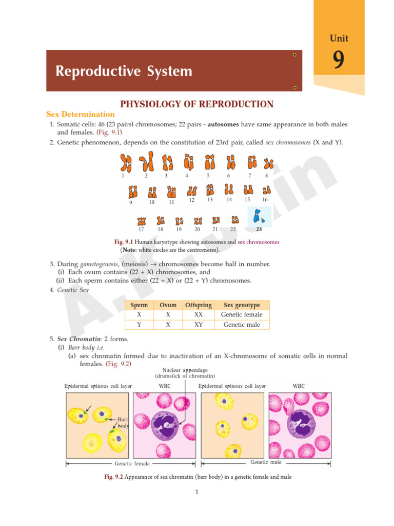 Unit 9 Reproductive System | PDF | Testicle | Puberty