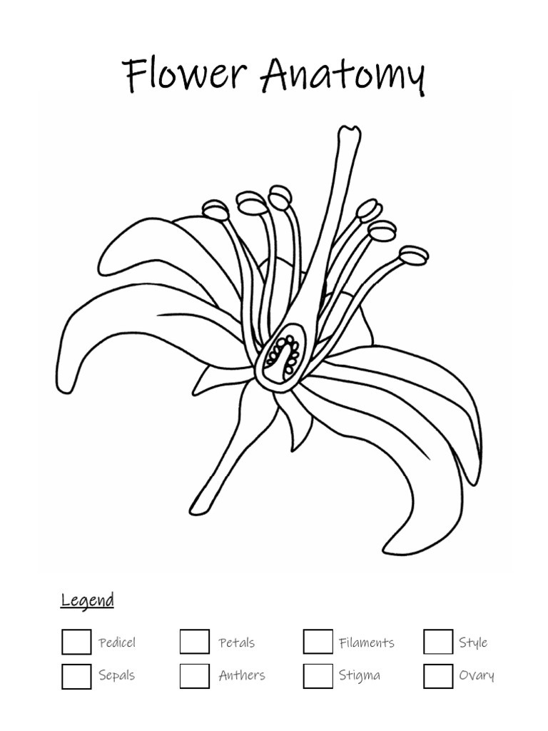 Flower Anatomy Coloring | PDF