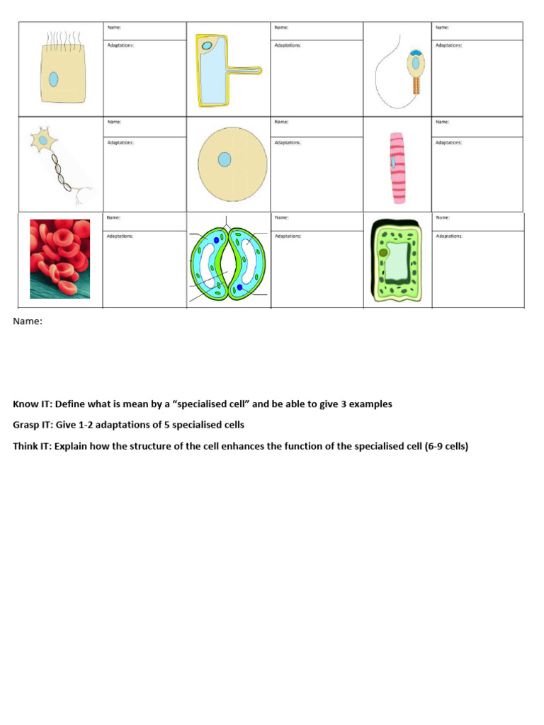 Specialized Cells: Definitions & Examples | PDF