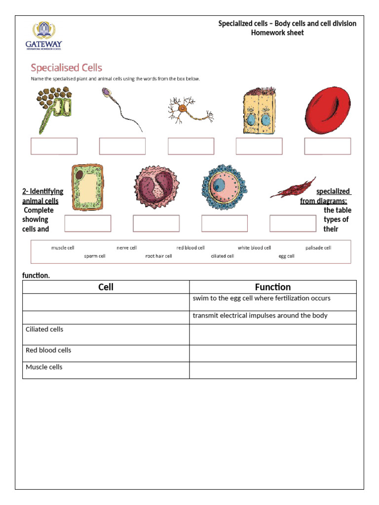 Hw MYP 2 | PDF | Cell (Biology) | Cell Biology