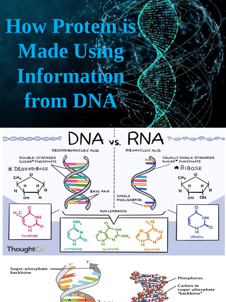 8.1 Explanation of Protein Synthesis From Dna To Amino Acids Compress ...