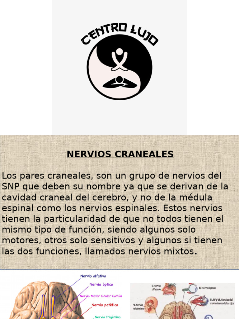4 Clase Los Nervios | PDF | Nervio vago | Nervio