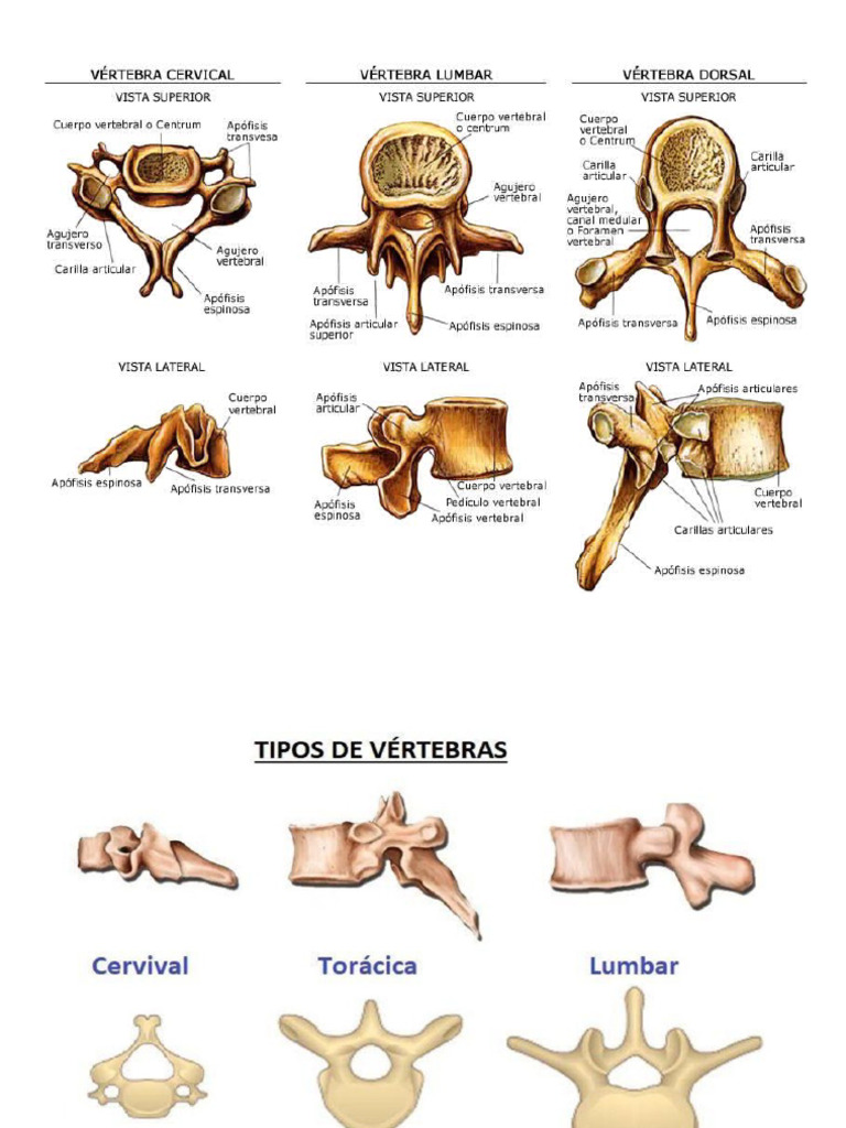 VERTEBRAS | PDF