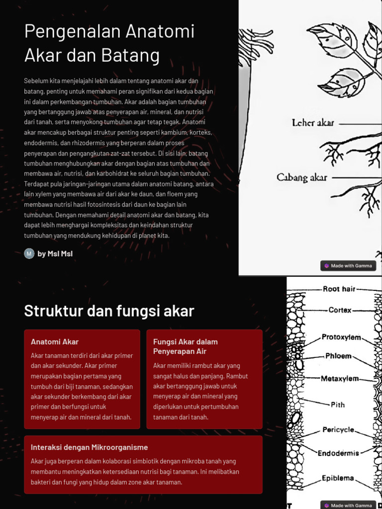 Anatomi Akar Dan Batang, Kelompok 6 - SPT | PDF