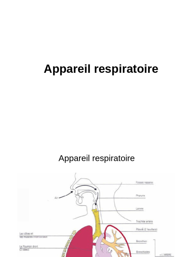 systéme respiratoire | PDF | Respiration | Poumon