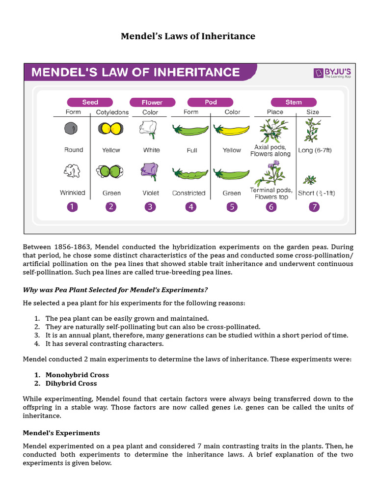 Mendel's Laws of Inheritance | PDF | Dominance (Genetics) | Genotype