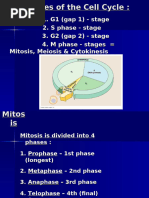 Mitosis Mover Activity Guide | PDF | Mitosis | Chromosome