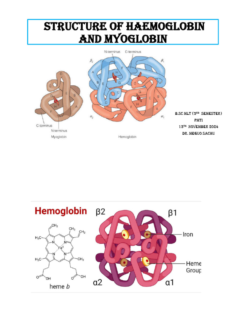 Structure of Haemoglobin and Myoglobin | PDF