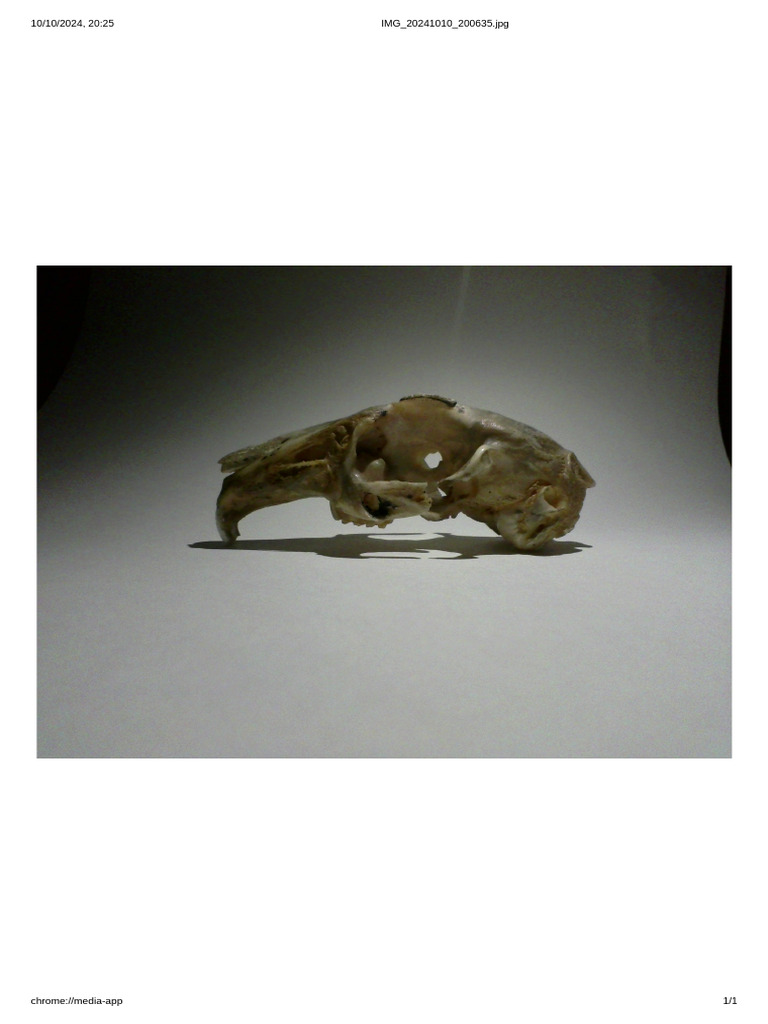 Skull Photo Art Gcse | PDF