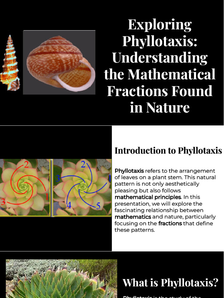 Phyllotaxis: Math in Nature's Design | PDF | Mathematics