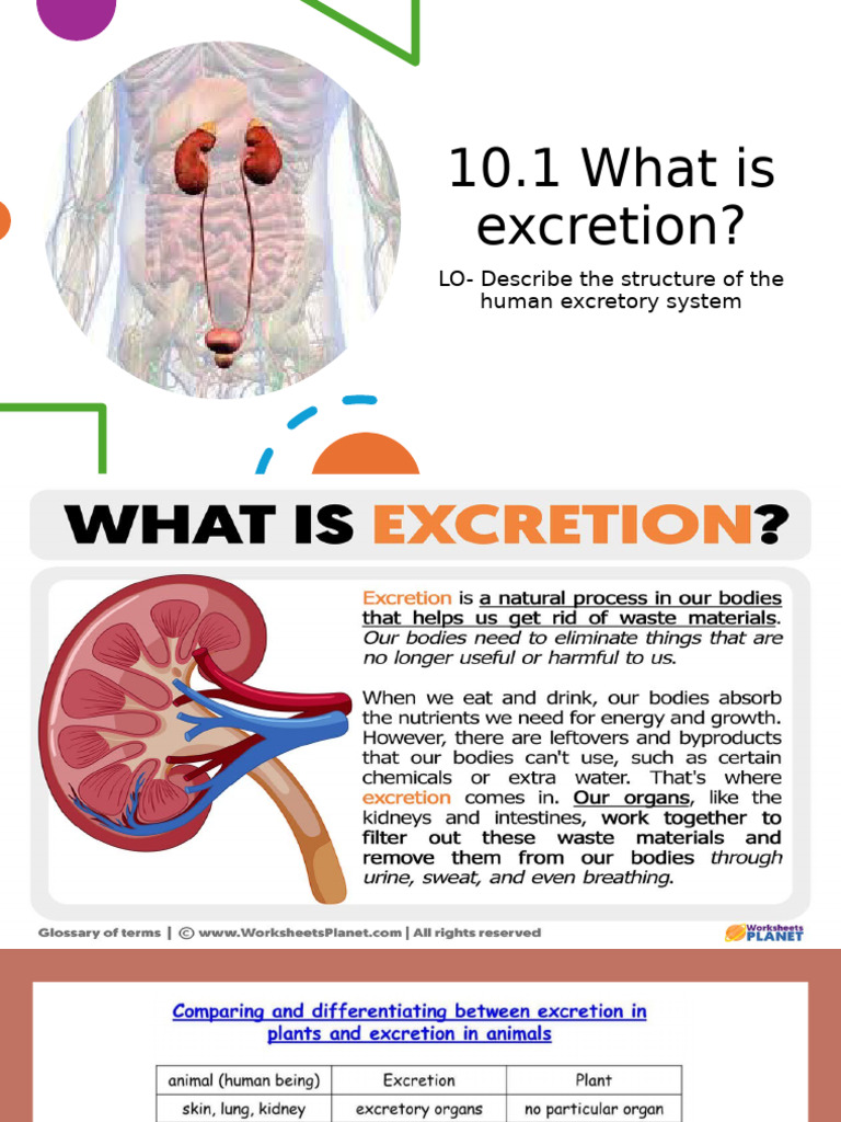 10.1 What is Excretion | PDF