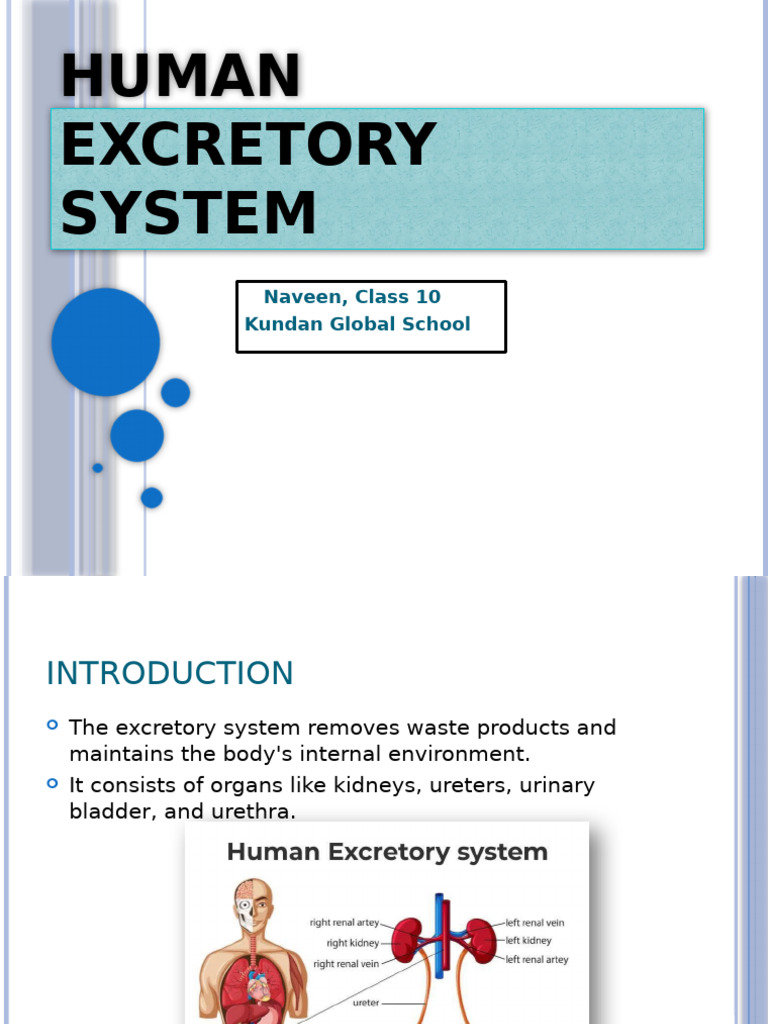 Human Excretory System | PDF