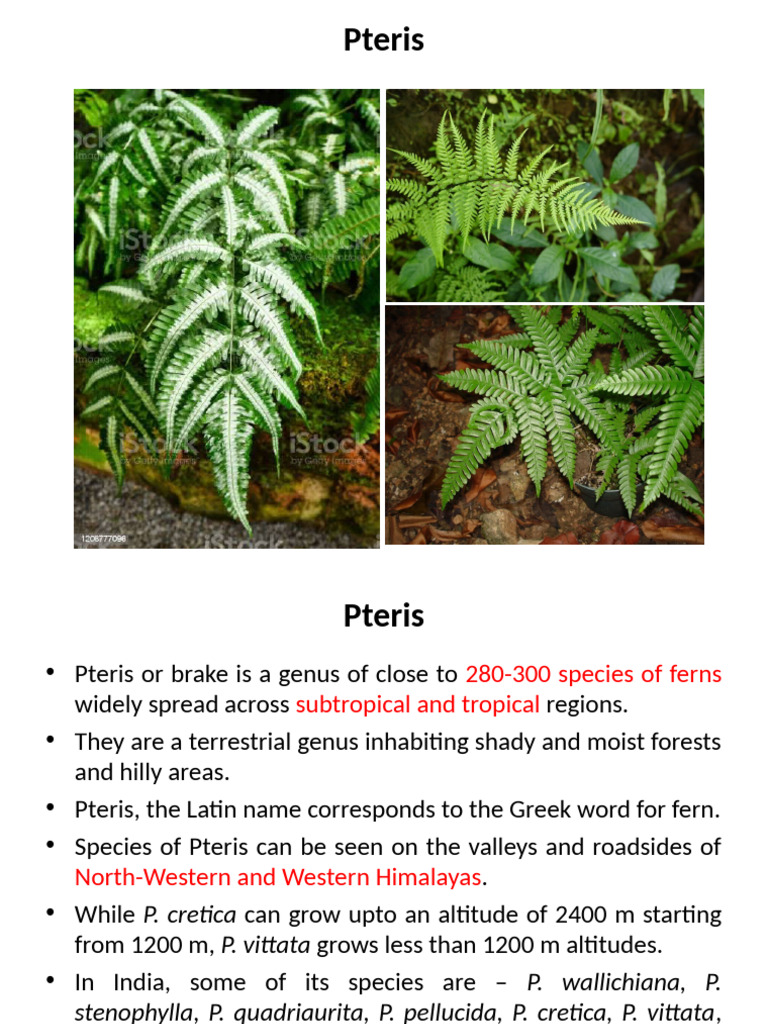 Lecture 4 - Morphol and STR of Pteris | PDF | Leaf | Plants