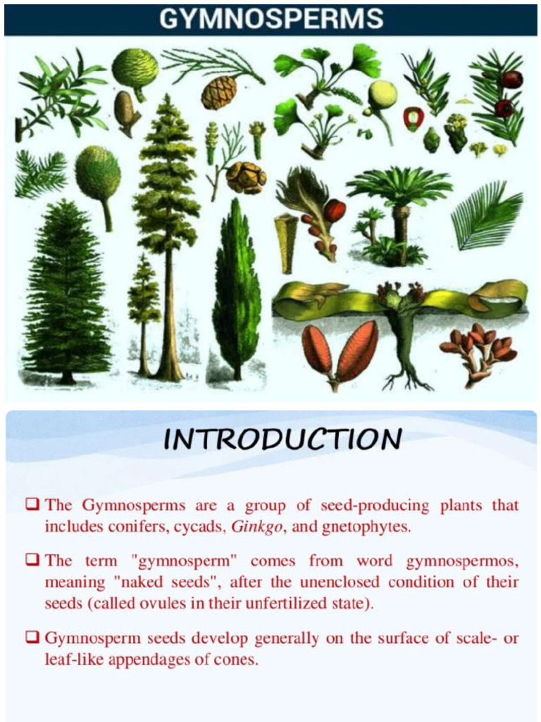 Lecture 6 - General Features of Gymnosperm | PDF