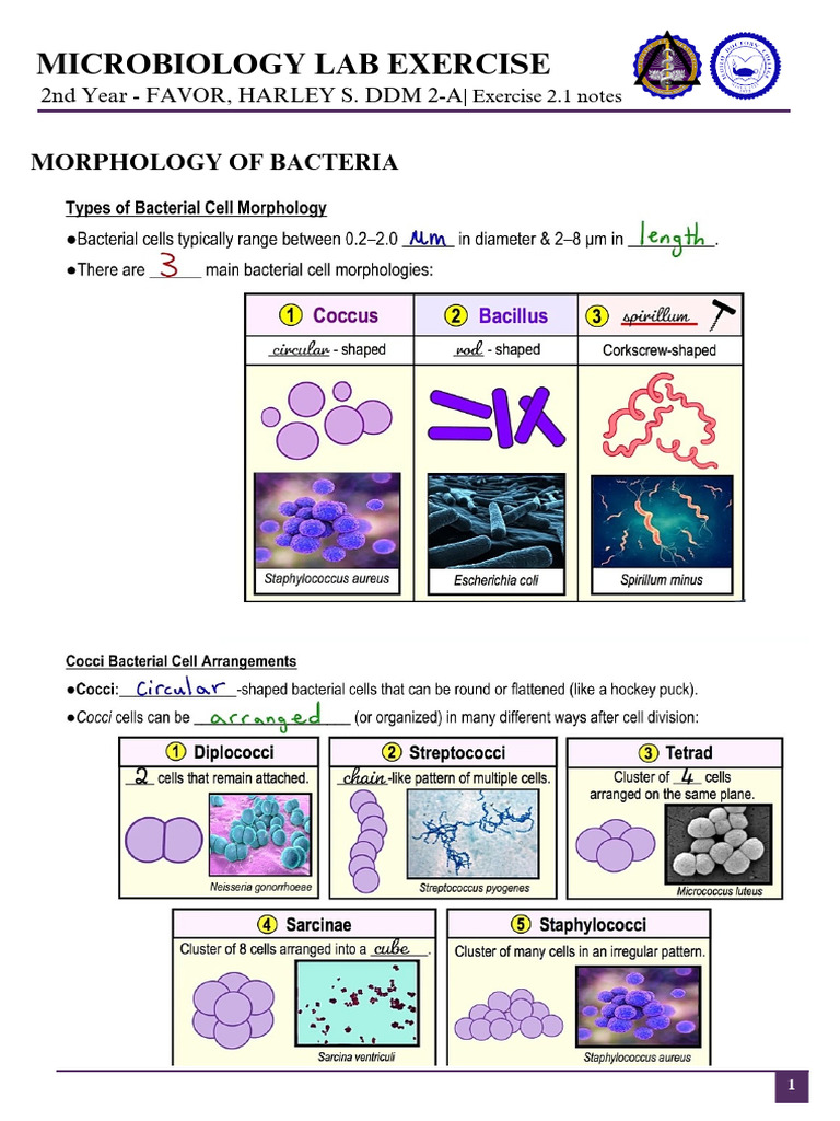 Microbio Lab 2 | PDF