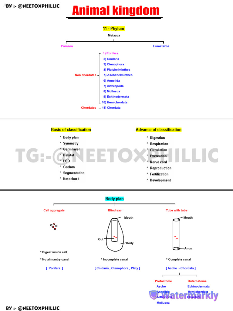 Animal Kingdom Short Notes by @neetoxphillic | PDF | Zoology