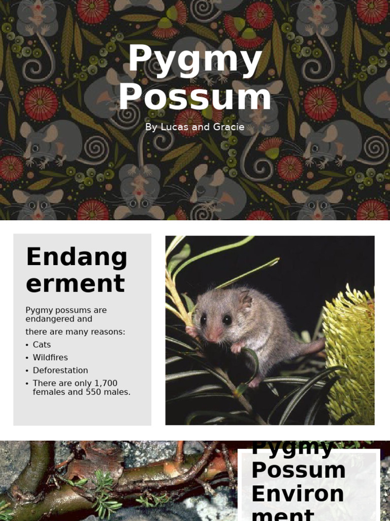Pygmy Possum | PDF