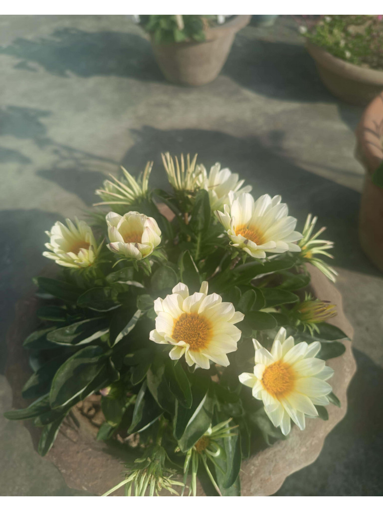 Flower | PDF